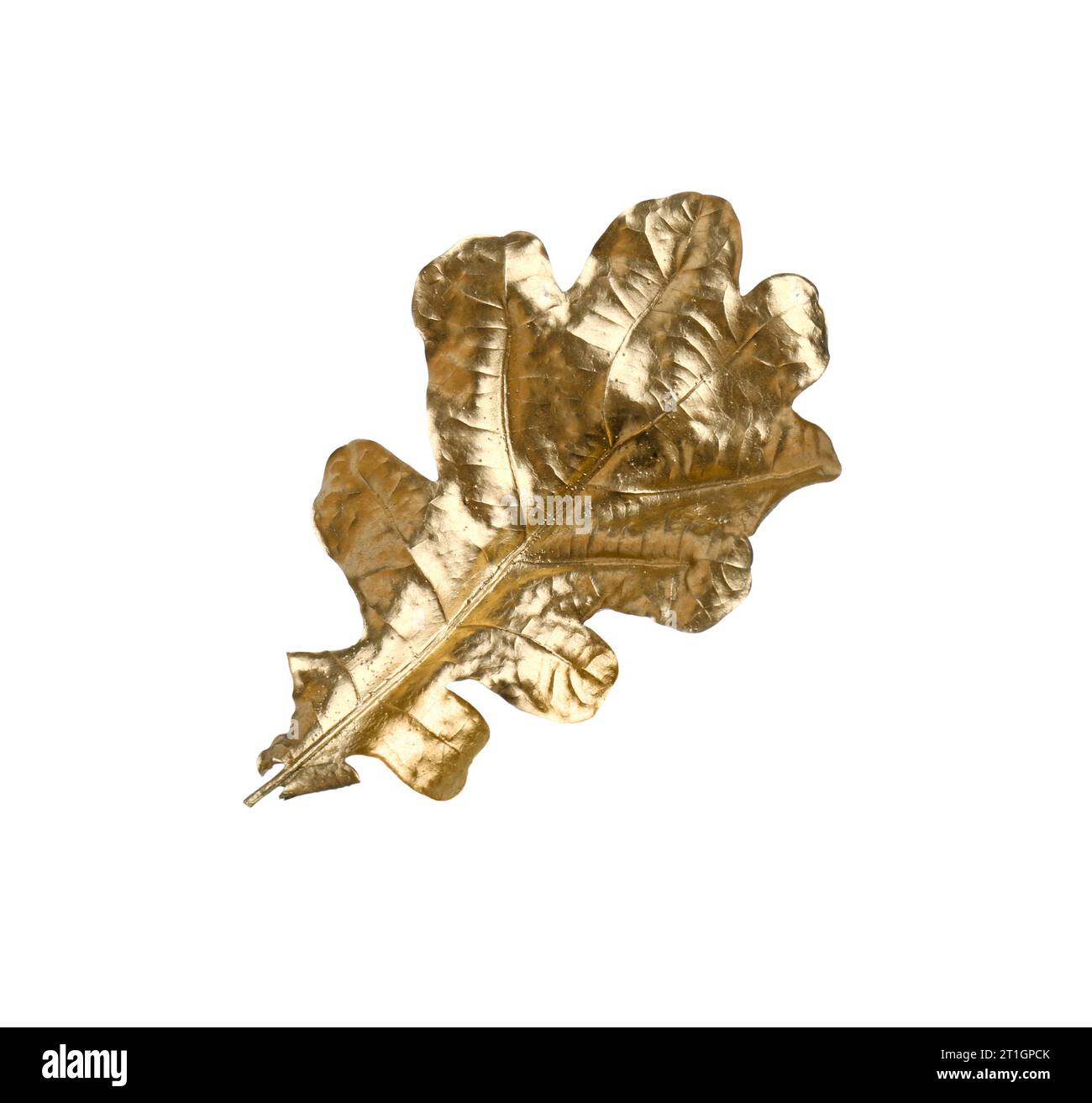One golden oak leaf isolated on white. Autumn season Stock Photo - Alamy