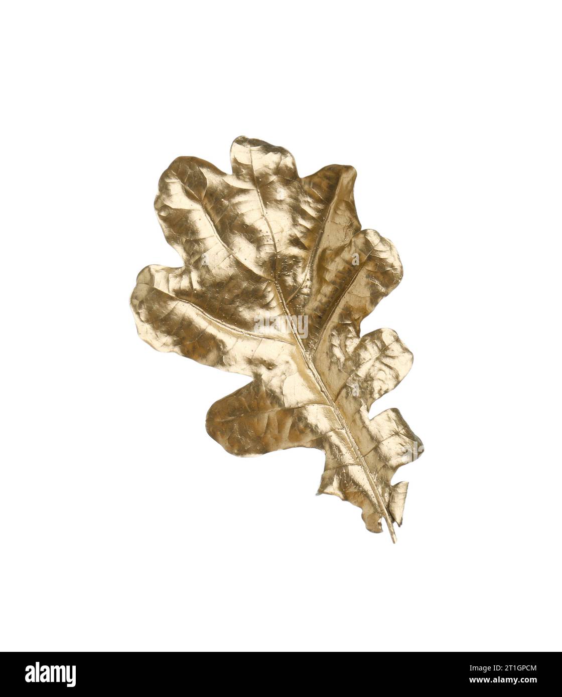 One golden oak leaf isolated on white. Autumn season Stock Photo - Alamy