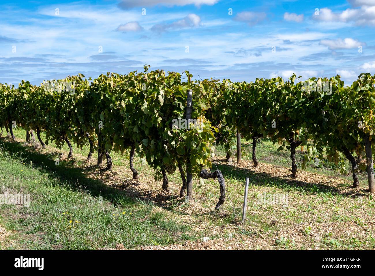 Harvest time in Cognac white wine region, Charente, vineyards with rows ...