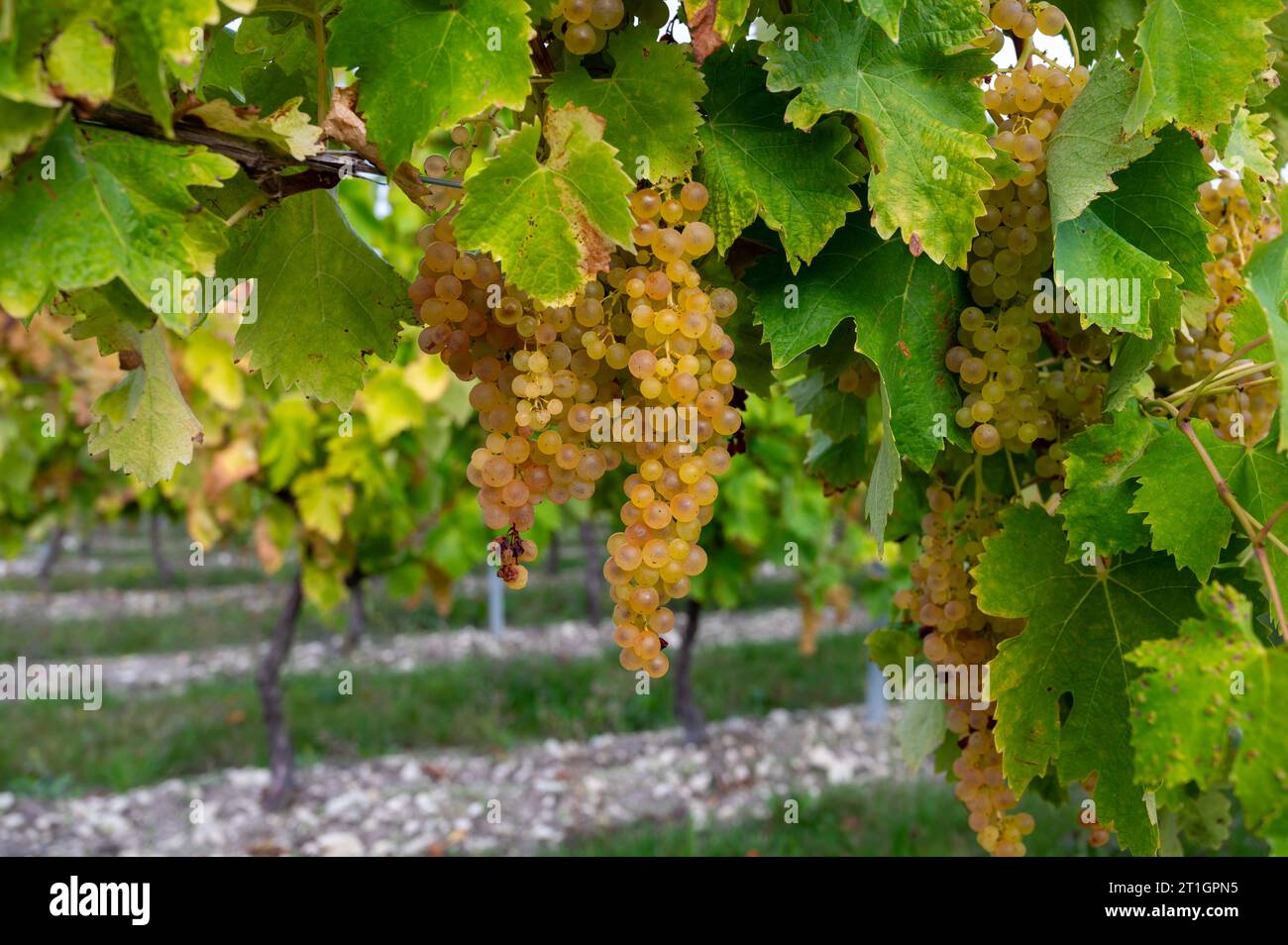 Harvest time on vineyards of Cognac white wine region, Charente, ripe ...