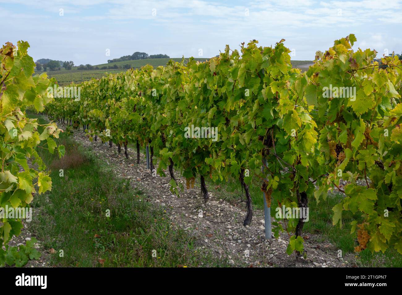 Harvest time on vineyards of Cognac white wine region, Charente, ripe ...