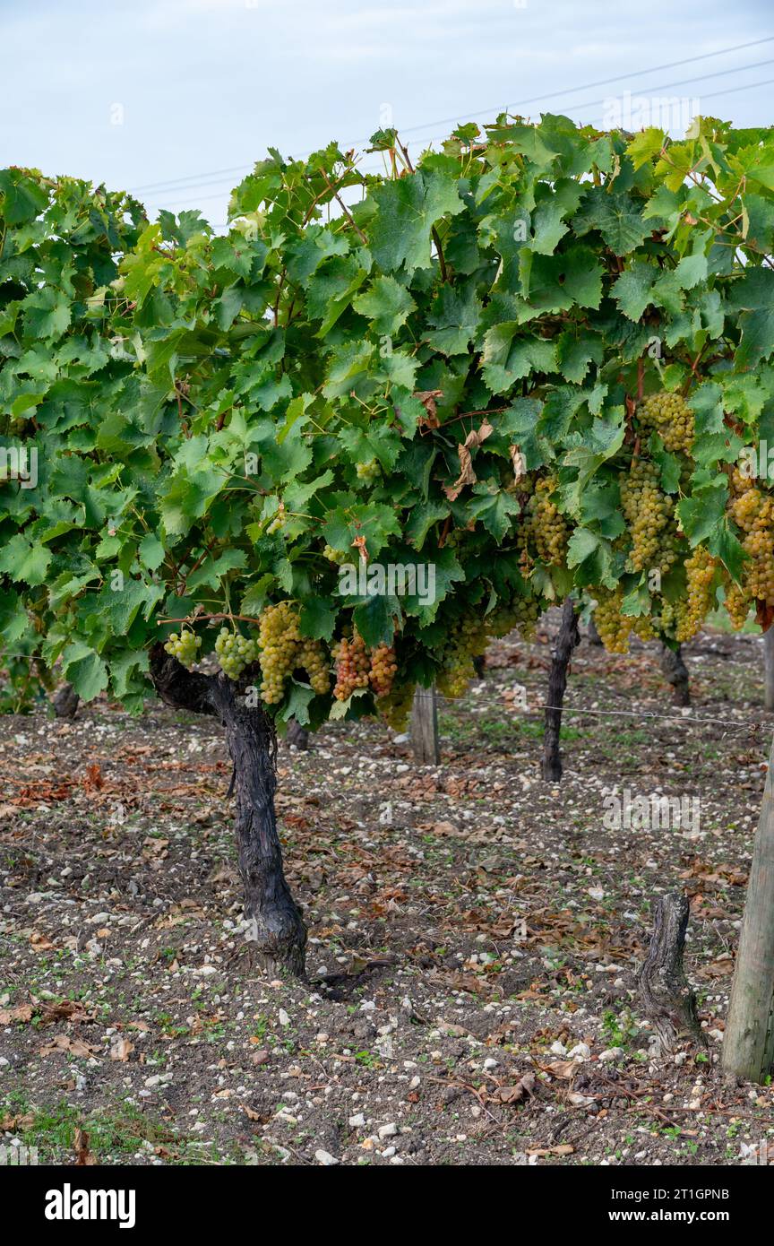 Harvest time on vineyards of Cognac white wine region, Charente, ripe ...