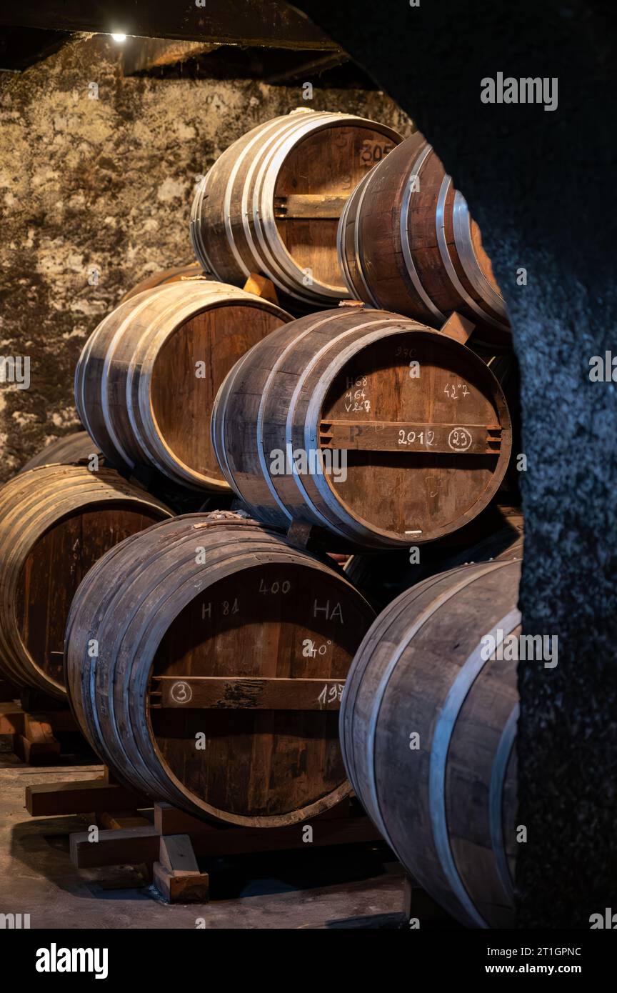 Aging process of cognac spirit in old dark French oak barrels in cellar ...