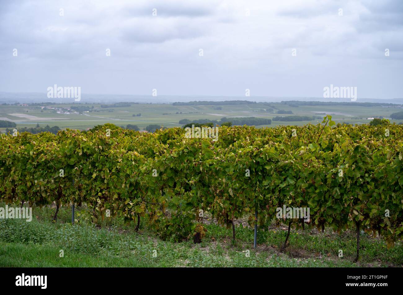 Harvest time on vineyards of Cognac white wine region, Charente, ripe ...