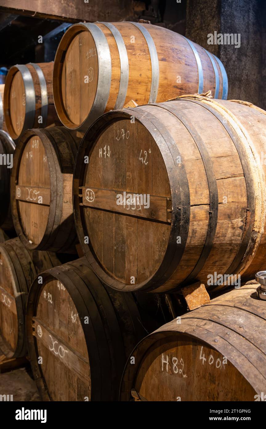 Aging process of cognac spirit in old dark French oak barrels in cellar ...
