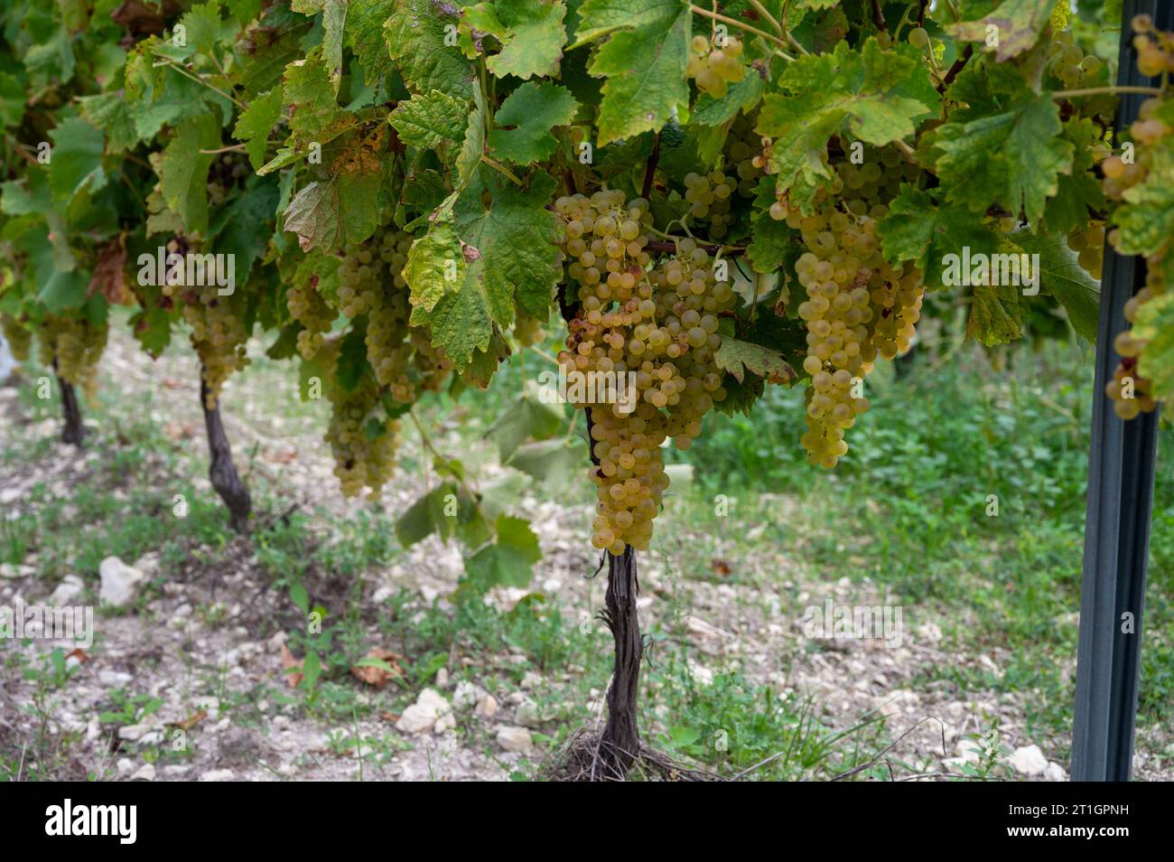 Harvest time on vineyards of Cognac white wine region, Charente, ripe ...
