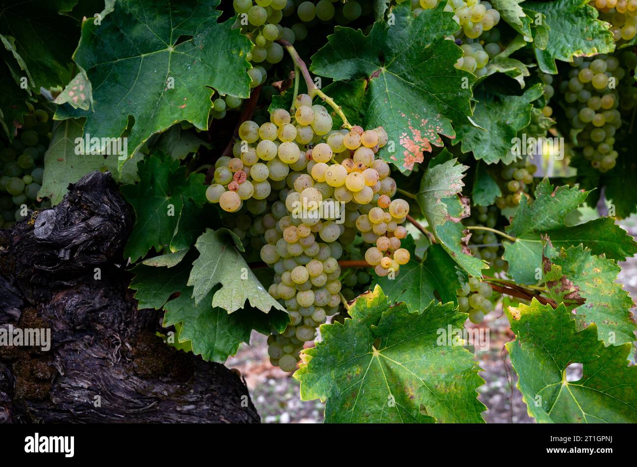 Harvest time on vineyards of Cognac white wine region, Charente, ripe ...