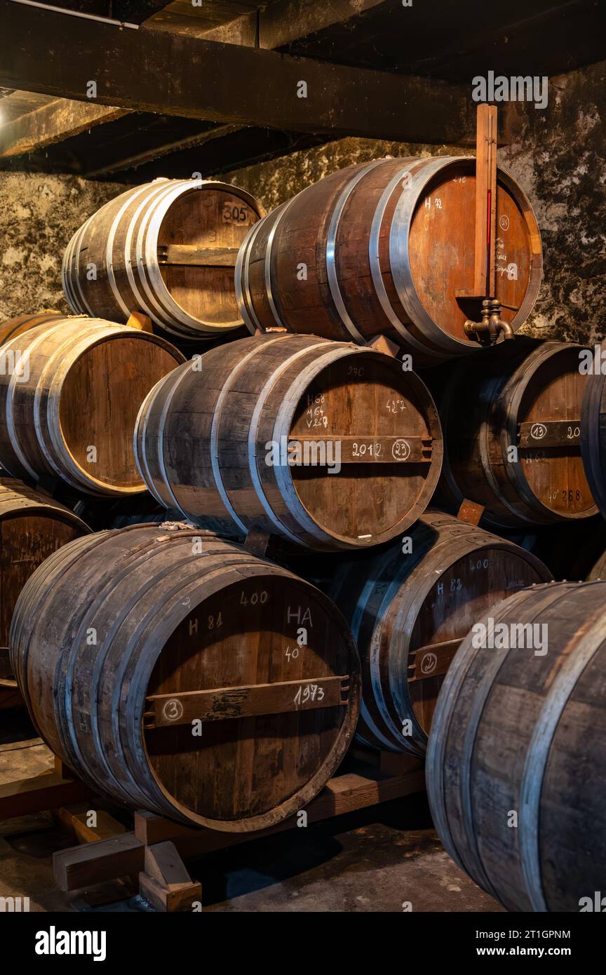 Aging process of cognac spirit in old dark French oak barrels in cellar ...