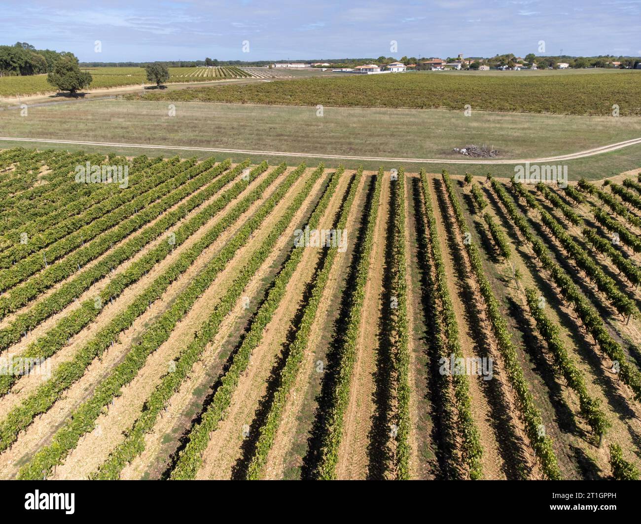 Aerial view, harvest time on vineyards of Cognac white wine region ...