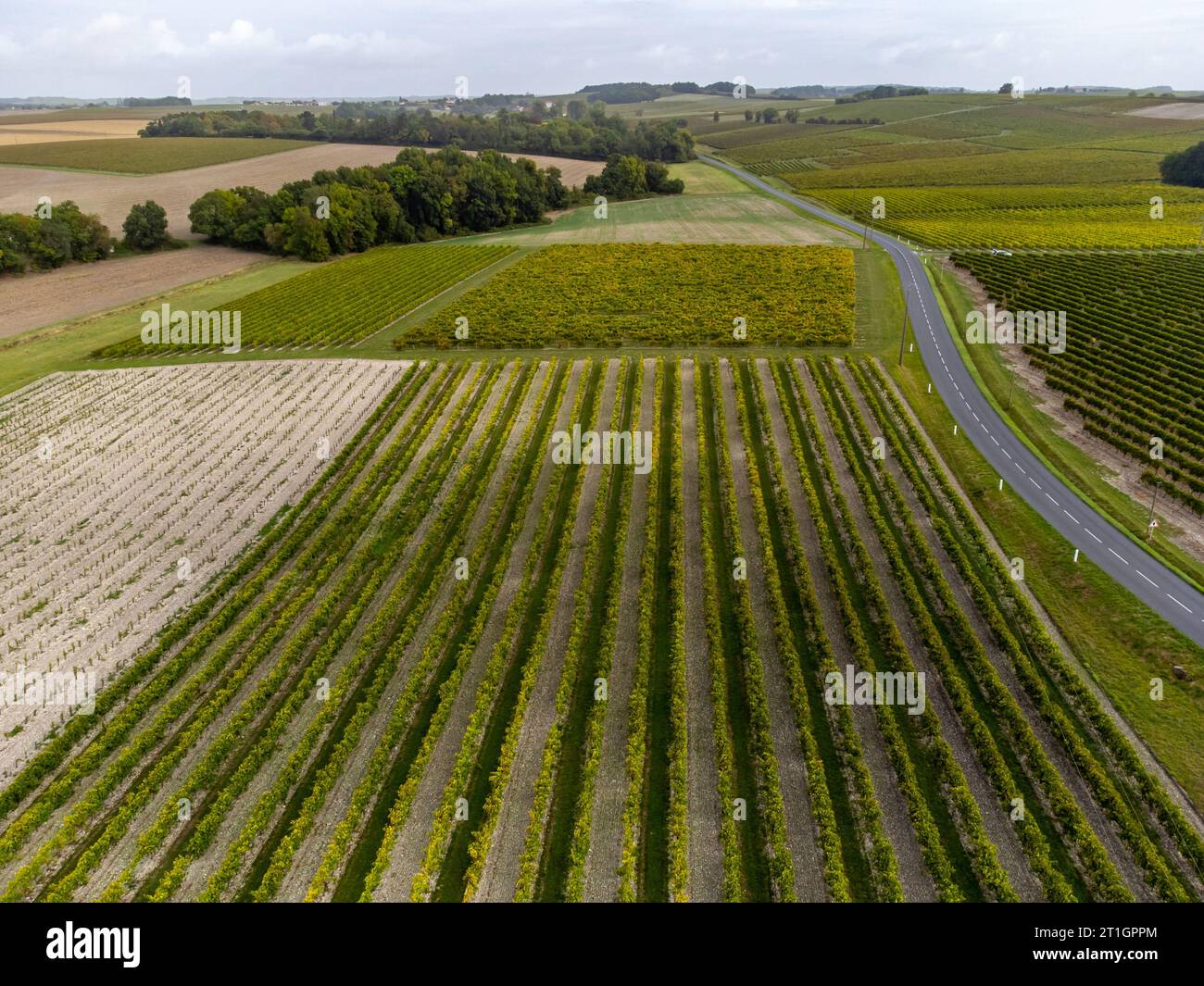 Harvest time on vineyards of Cognac white wine region, Charente, ripe ...
