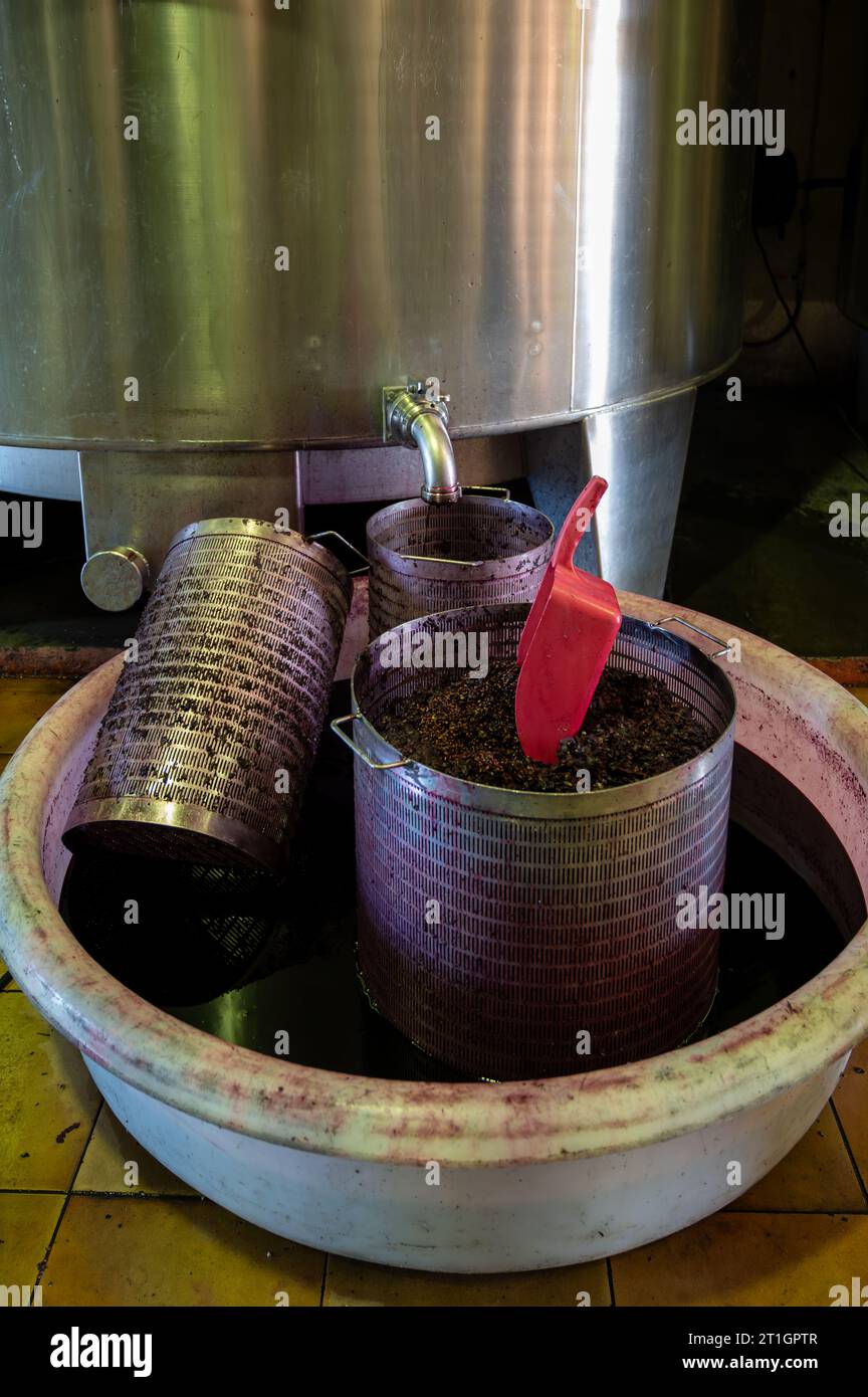 Harvesting works, fermentation of red pressed grapes juice in steel ...