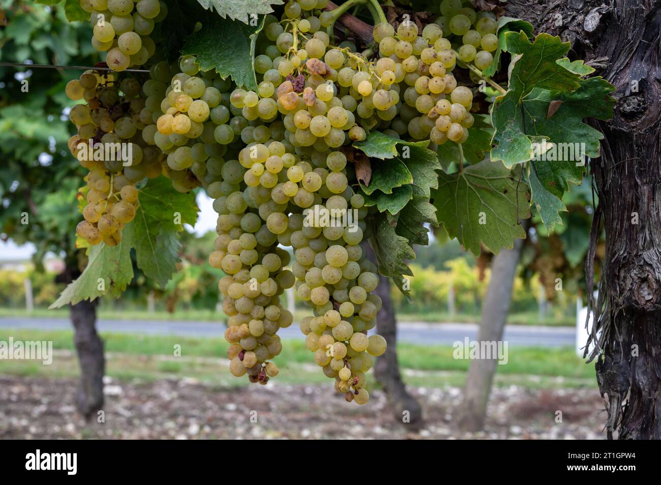 Charentais distillation hi-res stock photography and images - Alamy