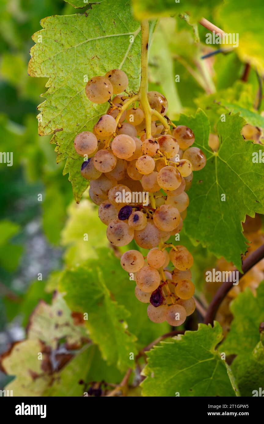 Harvest time on vineyards of Cognac white wine region, Charente, ripe ...