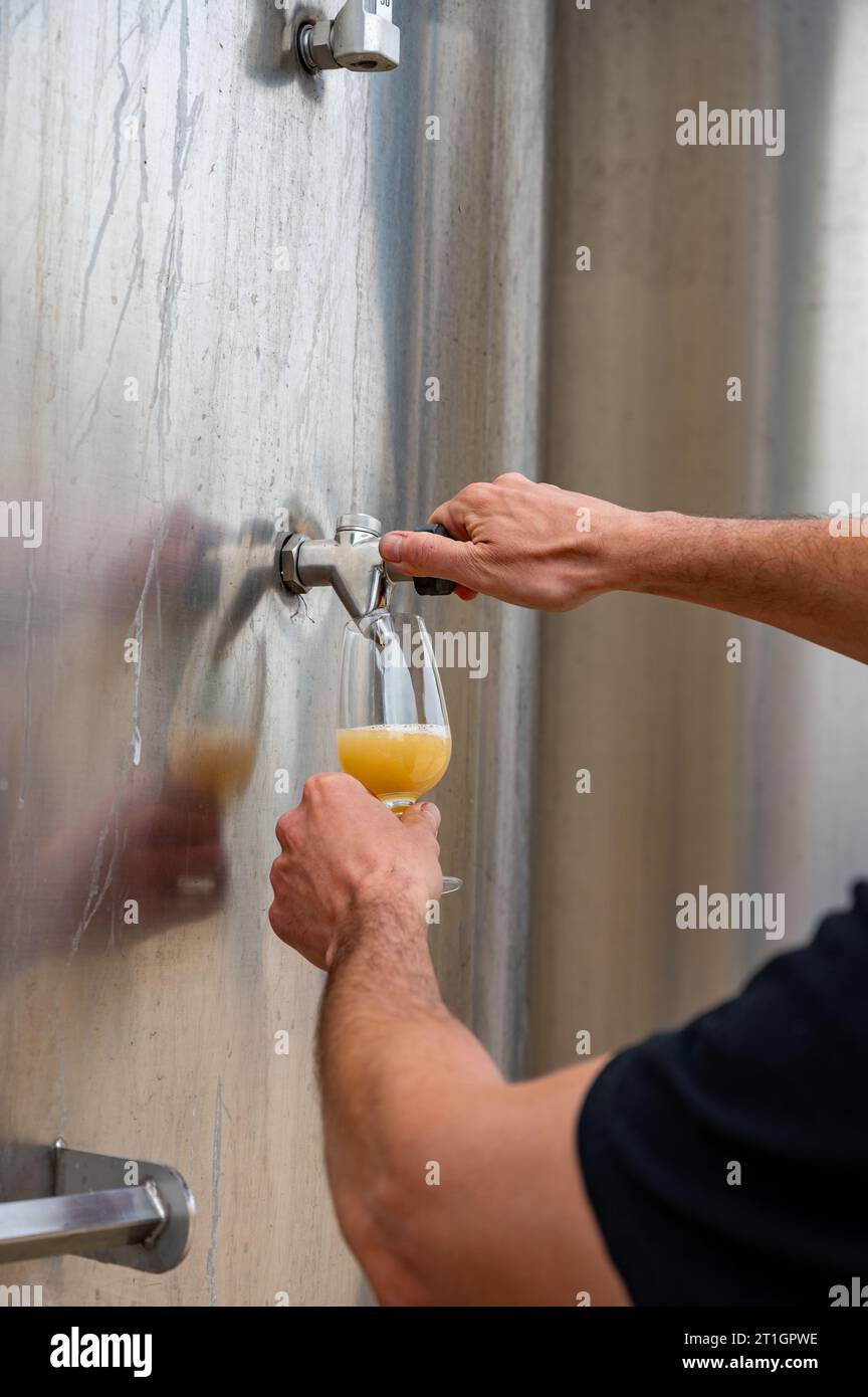 Works at distillery. Harvest time in Cognac white wine region, Charente ...
