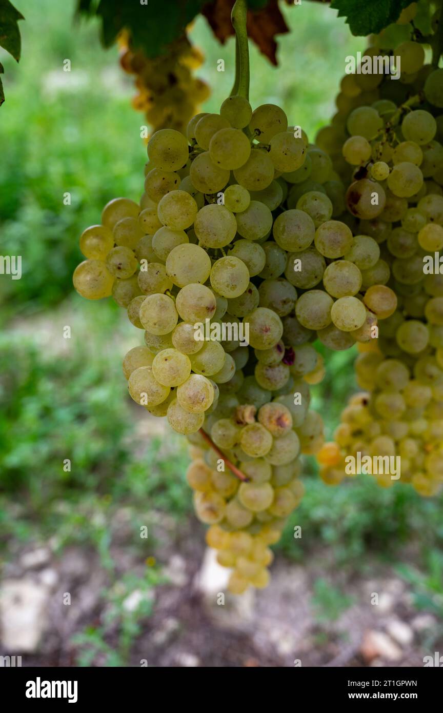 Harvest time on vineyards of Cognac white wine region, Charente, ripe ...