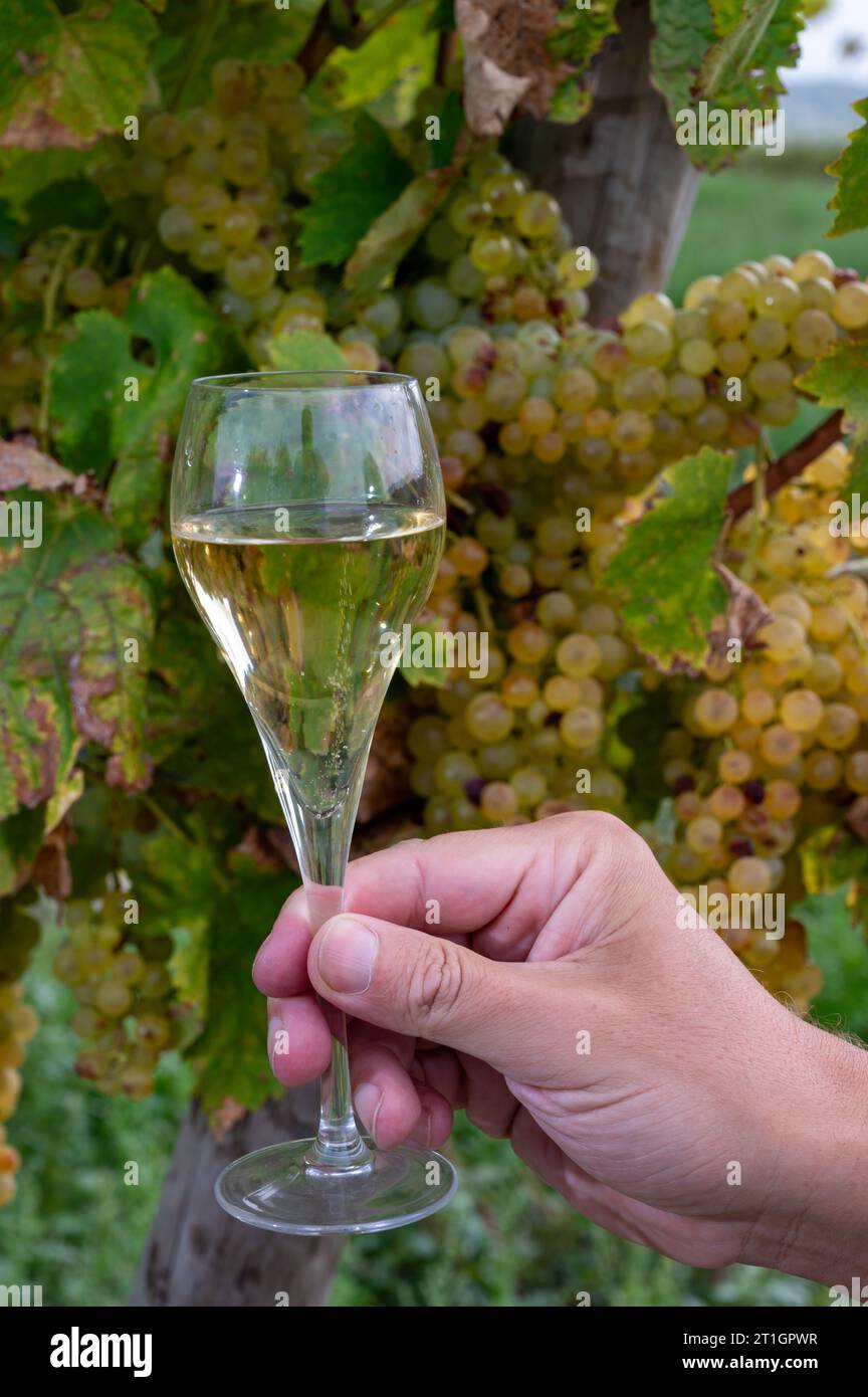 Tasting of grand cru sparkling white wine with bubbles champagne on ...