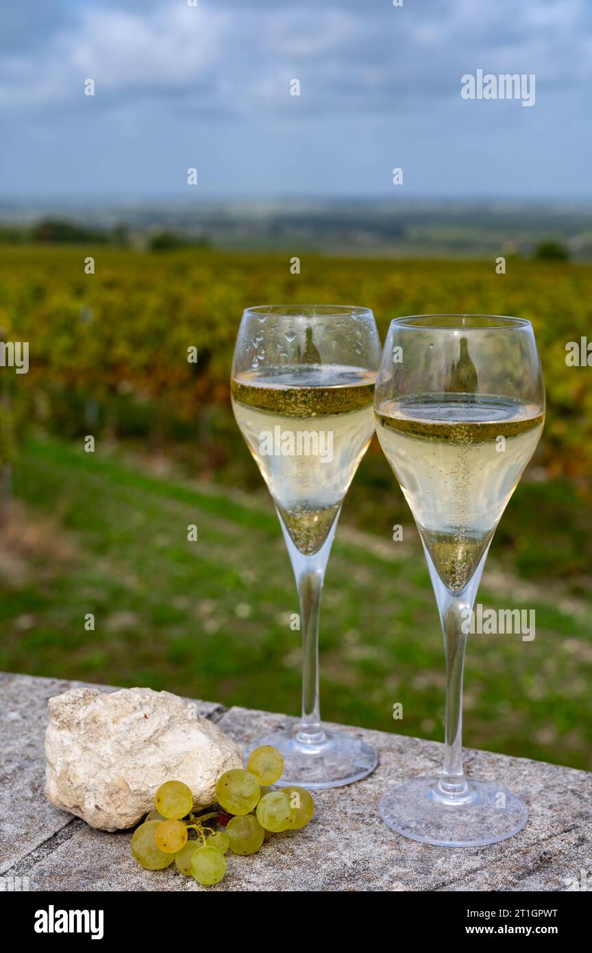 Tasting of grand cru sparkling white wine with bubbles champagne on ...