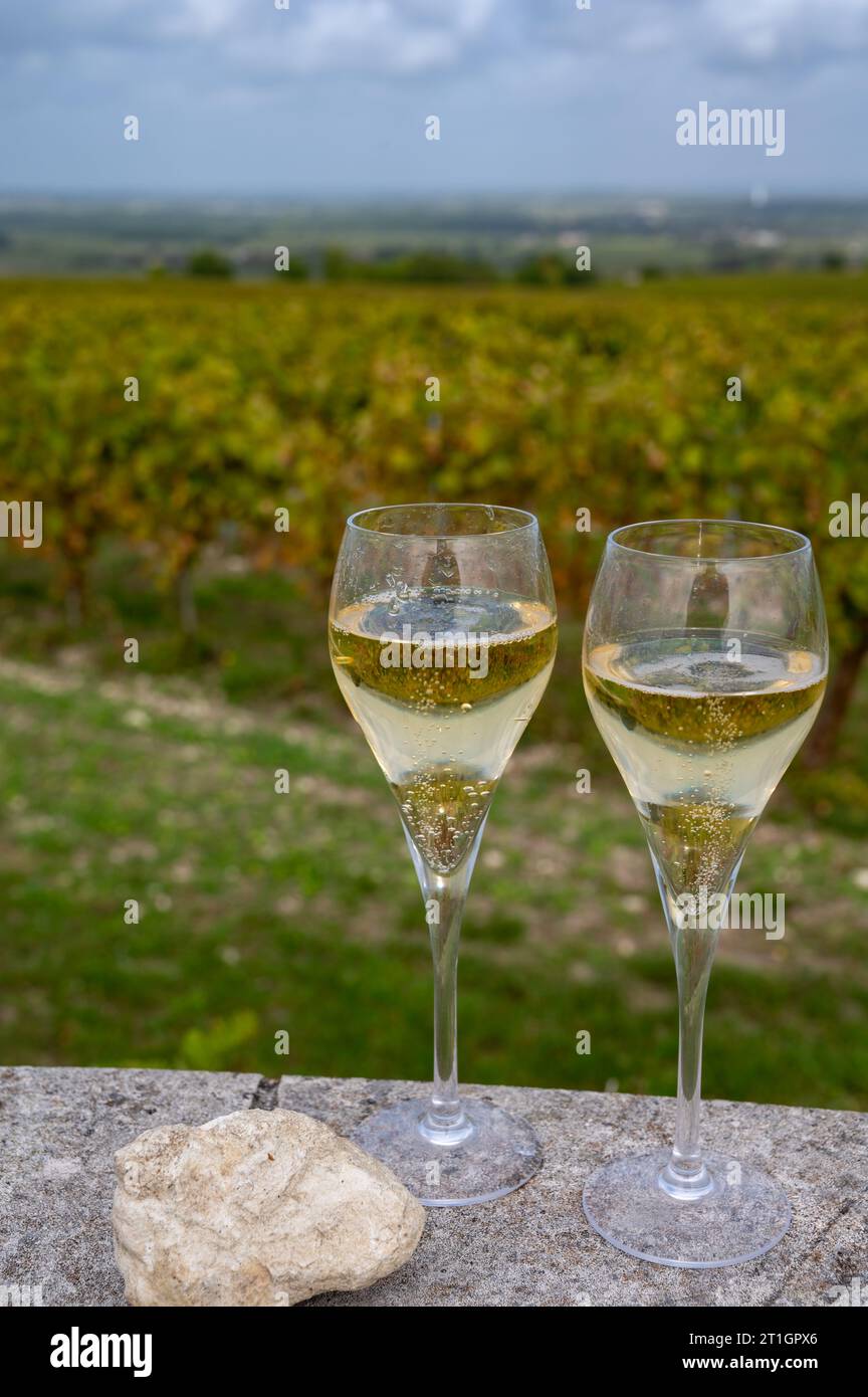 Tasting of grand cru sparkling white wine with bubbles champagne on ...