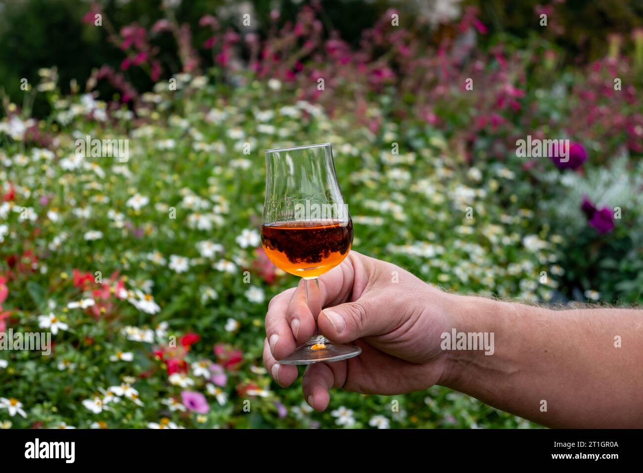 Tasting of aged in barrels cognac alcohol drink and view on old streets ...