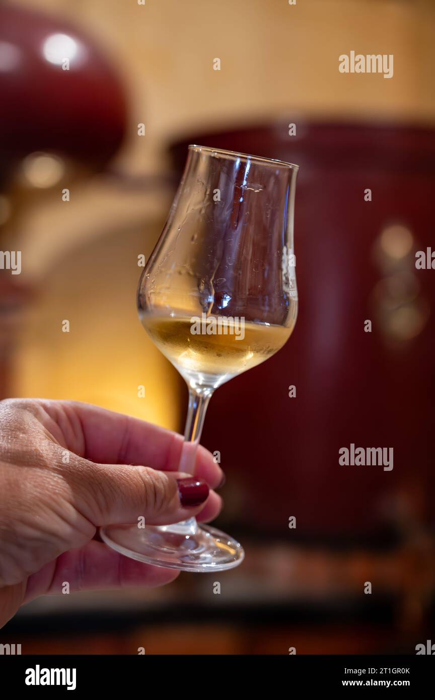 Tasting of cognac spirit aged in old dark French oak barrels in cellar ...