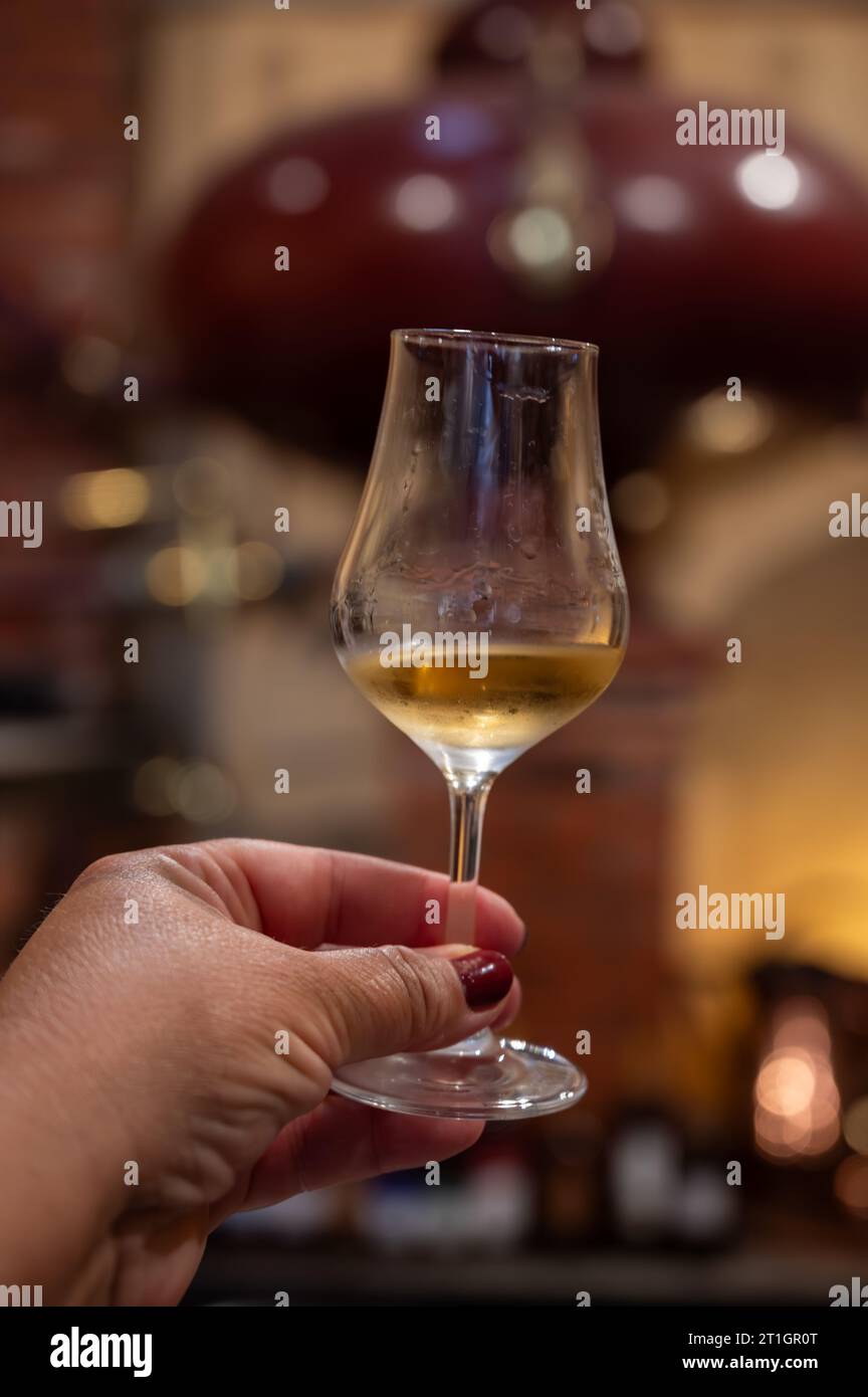 Tasting of cognac spirit aged in old dark French oak barrels in cellar ...