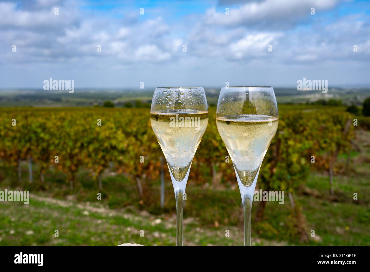 Tasting of grand cru sparkling white wine with bubbles champagne on ...