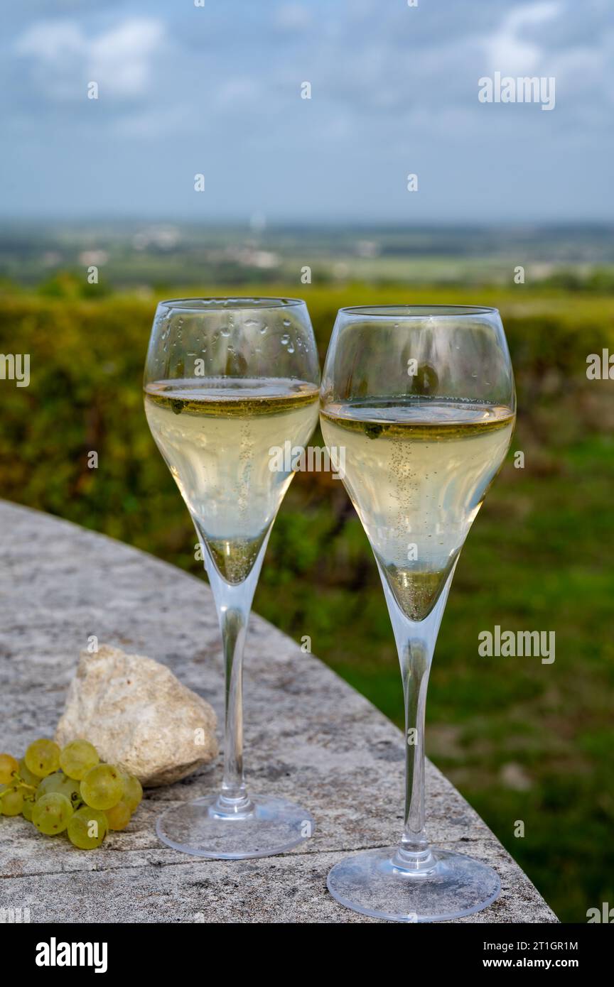 Tasting of grand cru sparkling white wine with bubbles champagne on ...