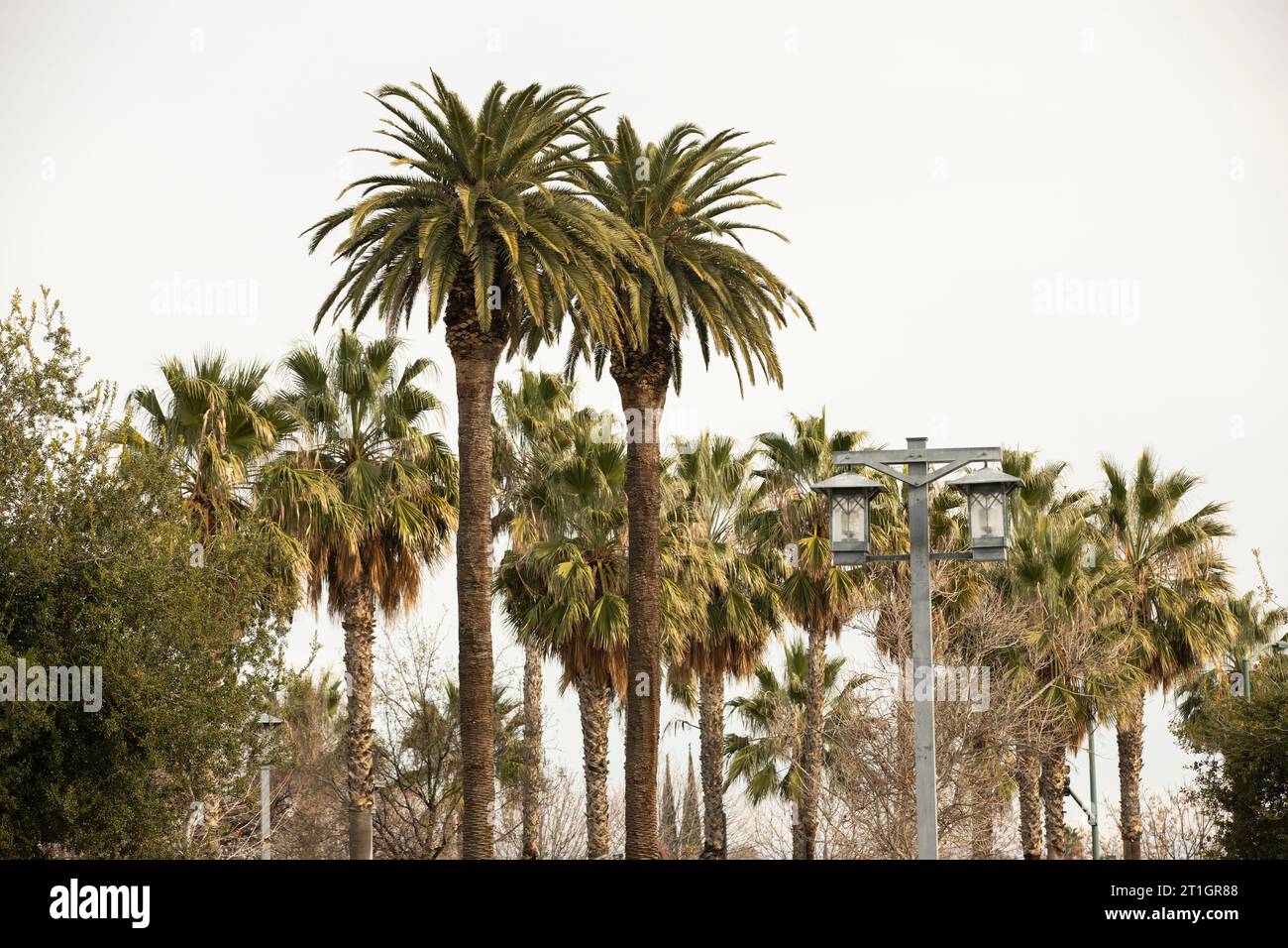 Afternoon view of historic street lamps and palm trees in downtown Los ...