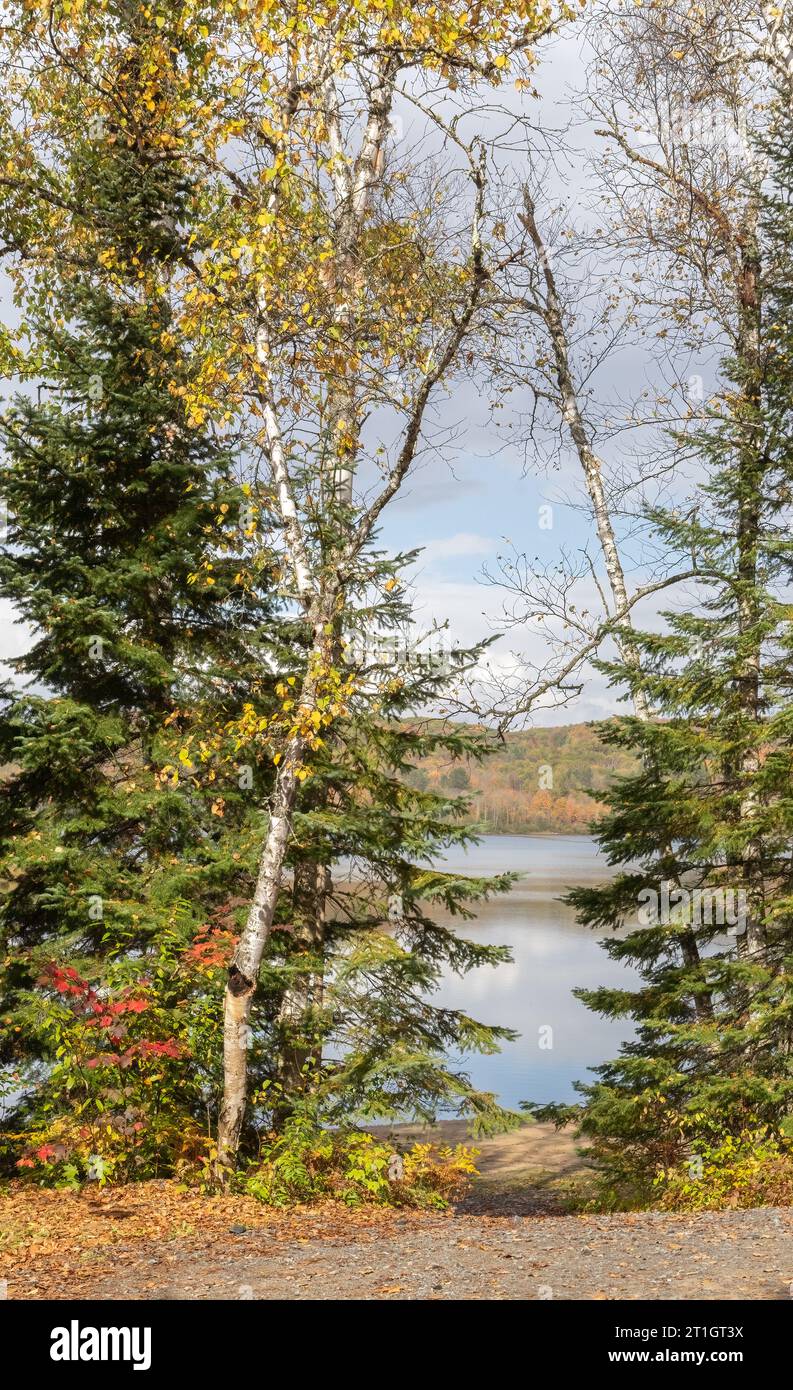 Birch evergreens hi-res stock photography and images - Alamy