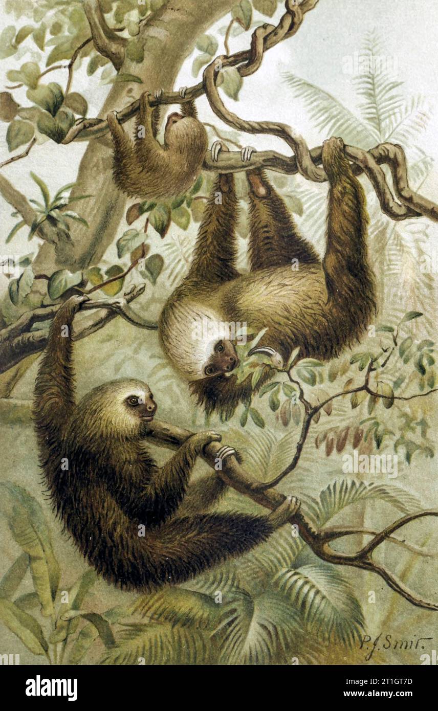 Two-toed sloths, 19th century illustration Stock Photo - Alamy