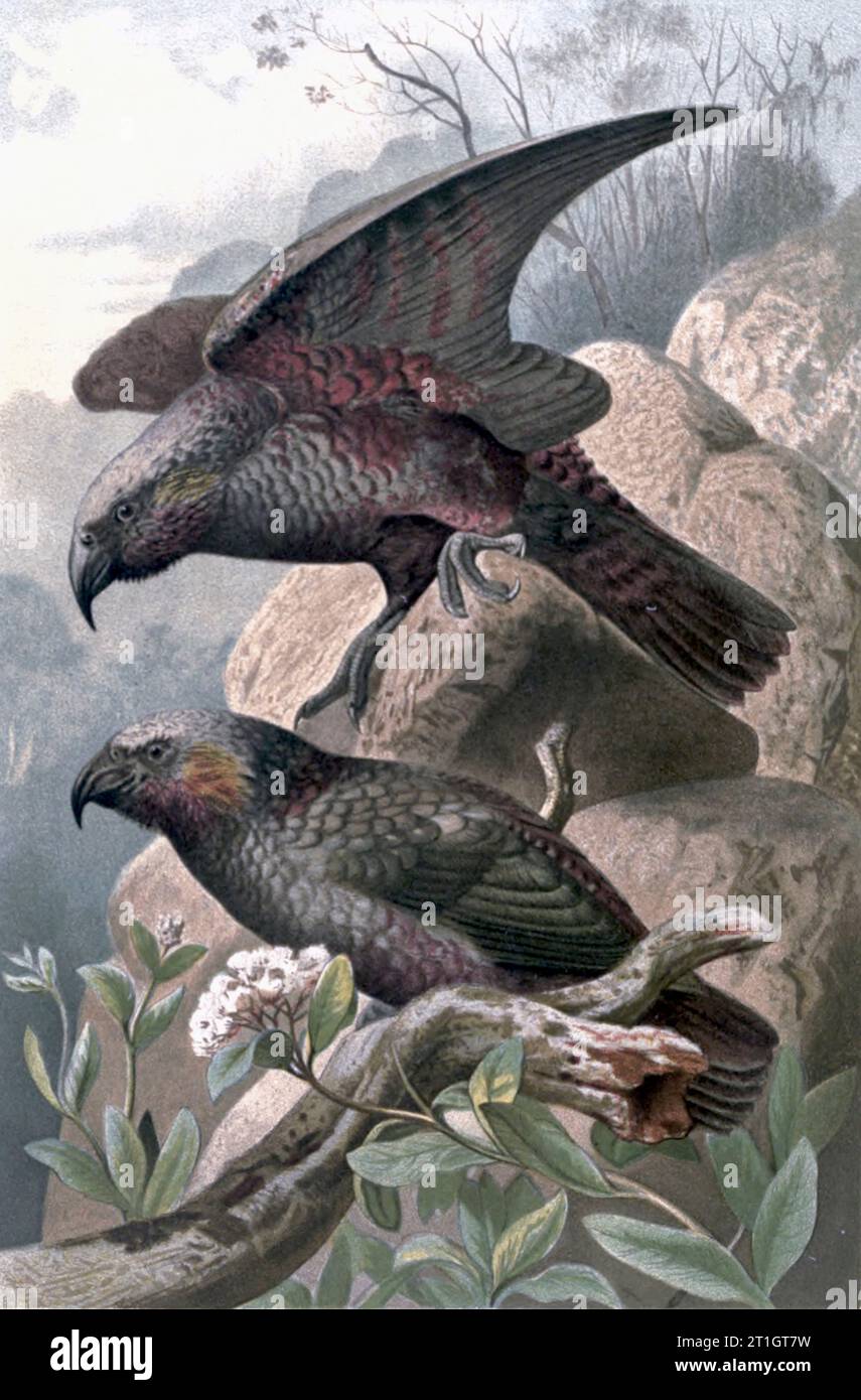 Parrots zoology hi-res stock photography and images - Alamy