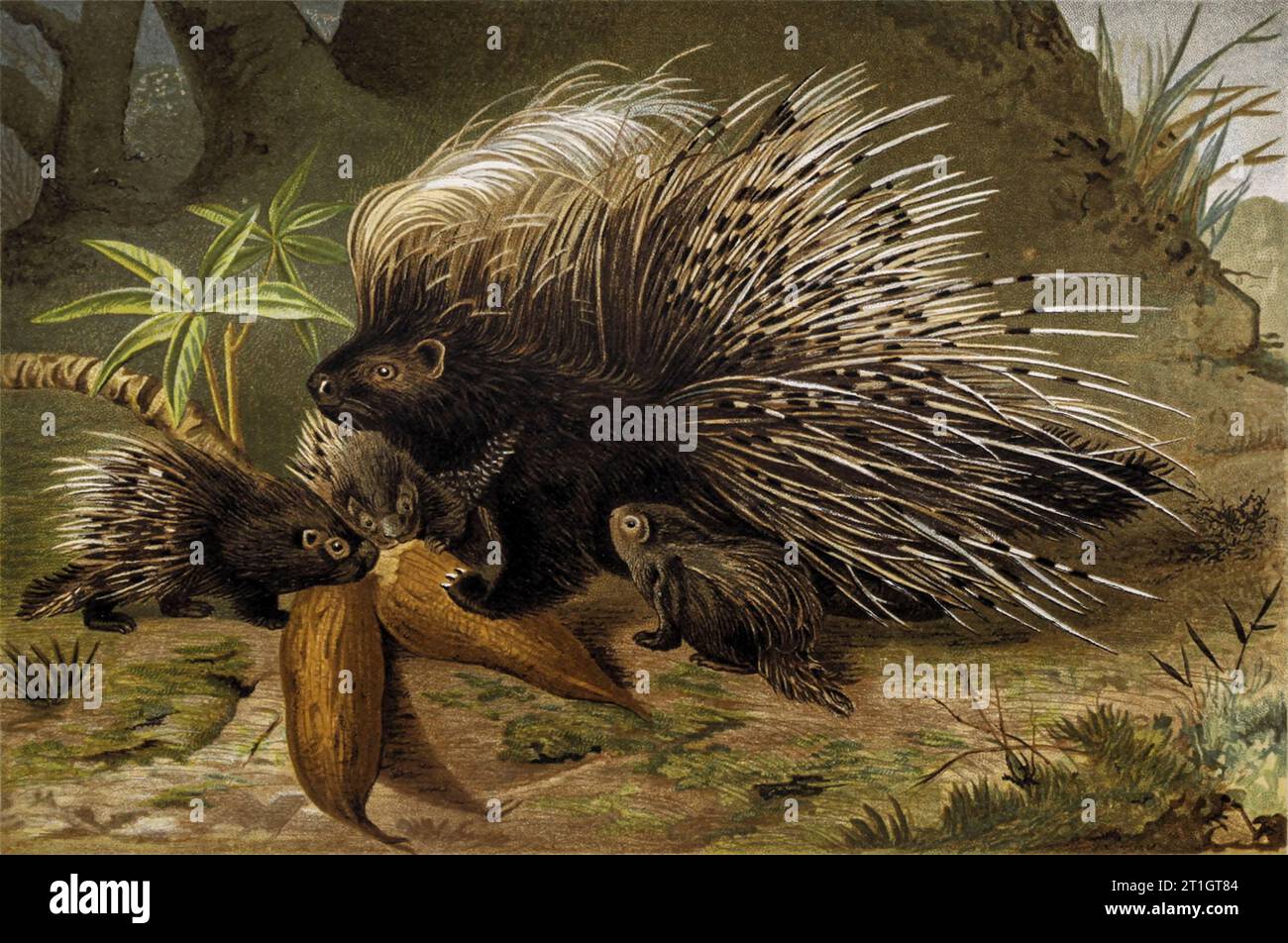 Fauna historic illustration zoology hi-res stock photography and images ...