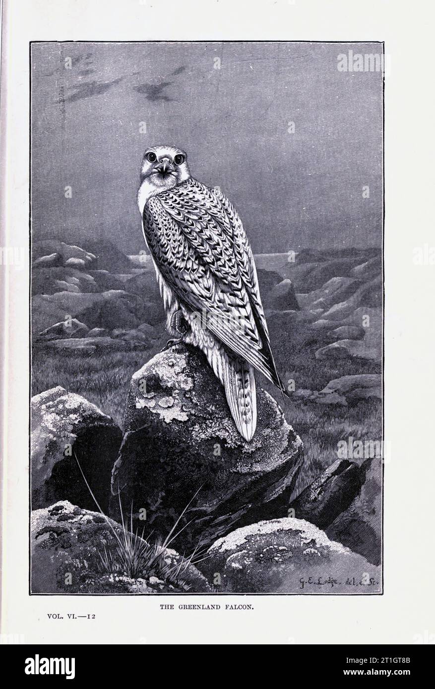 Greenland falcon, 19th century illustration Stock Photo - Alamy