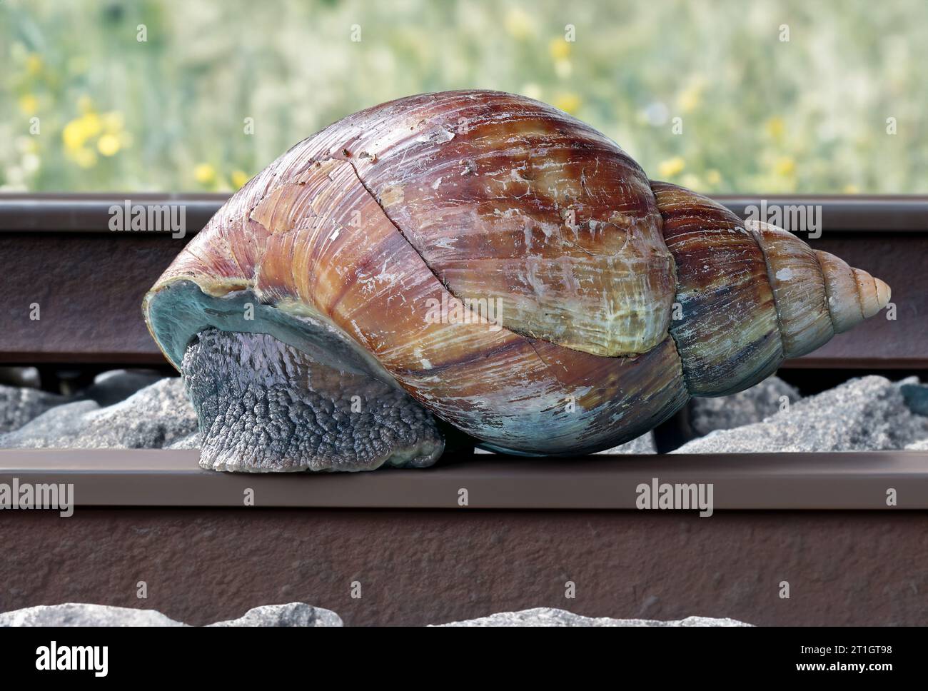 Snail on railway rail hi-res stock photography and images - Alamy