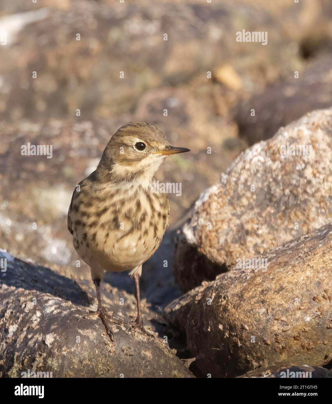 American pipit hi-res stock photography and images - Alamy