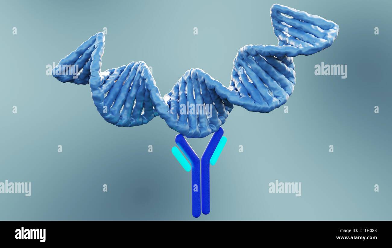 Anti Double Stranded Dna Anti Dsdna Antibodies Are A Group Of Anti