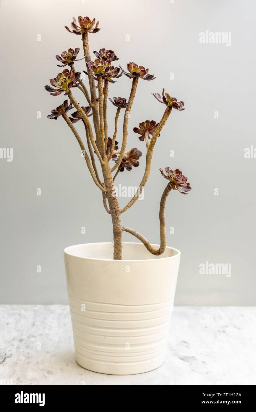 Aeonium Arboreum zwartkop black rose succulent plant in white ceramic ...