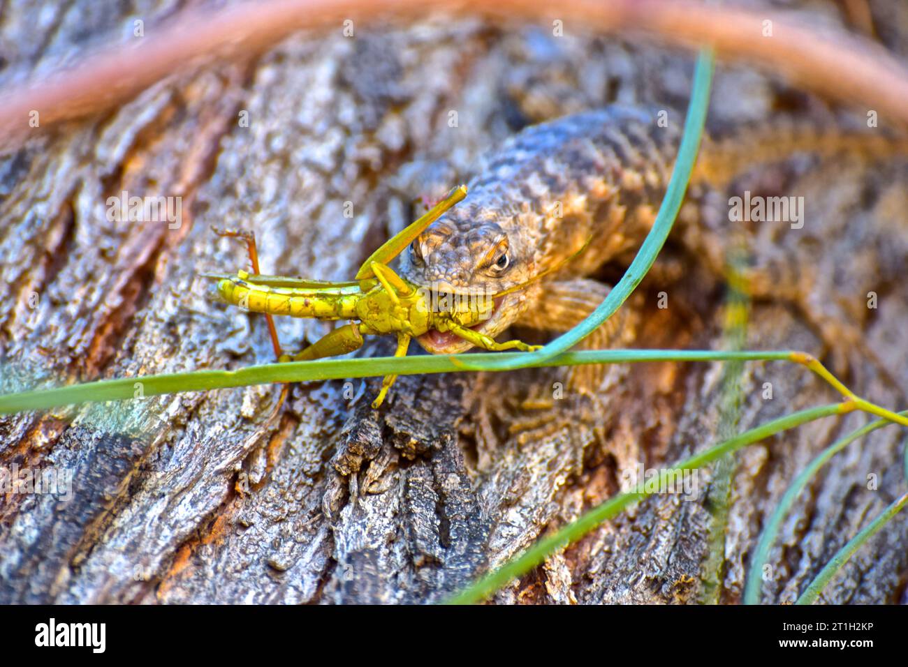 A desert spiny lizard eating yellow grass hopper at Henderson Bird ...