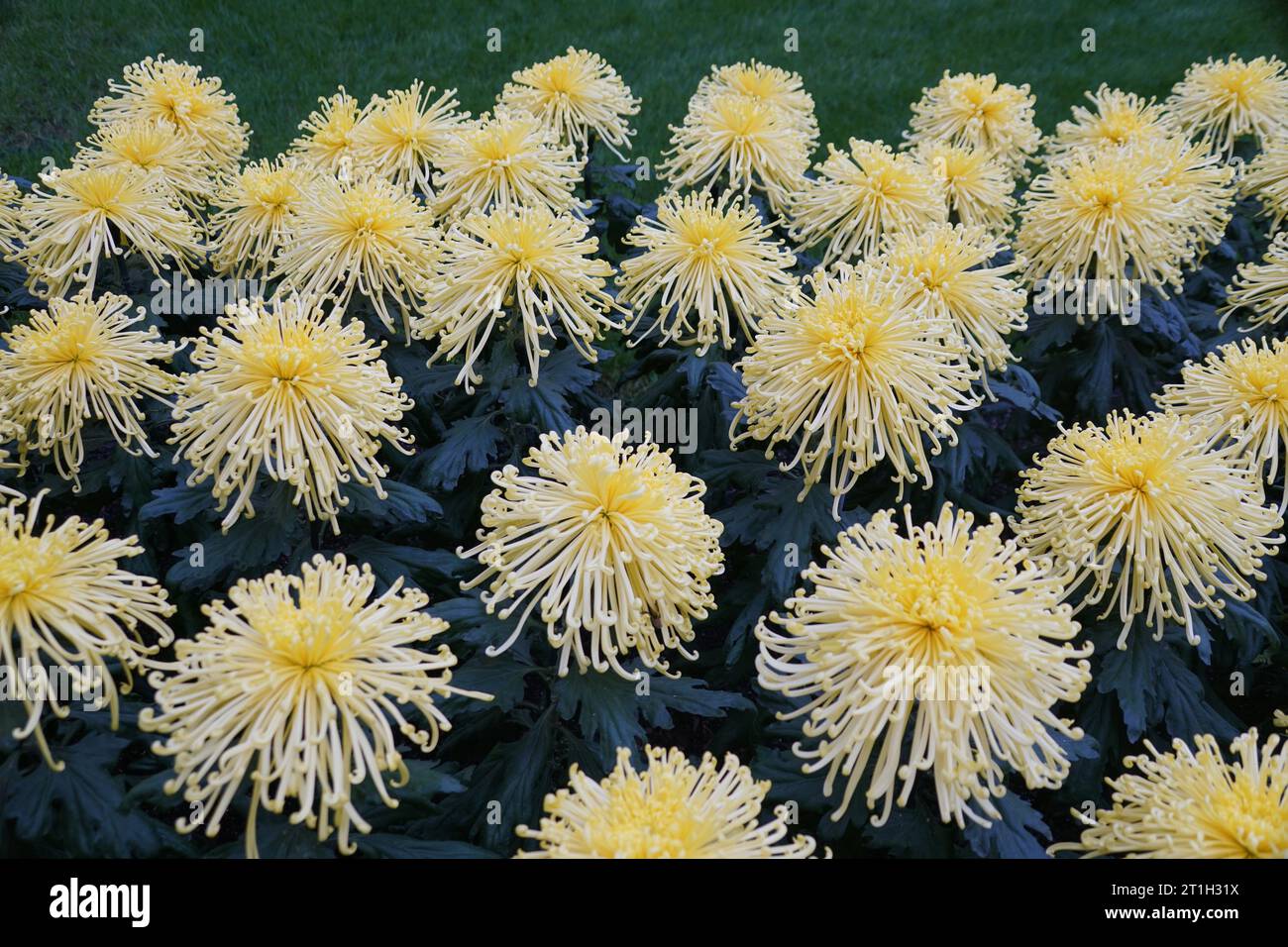 Golden chrysanthemum flowers bloom hi-res stock photography and images ...