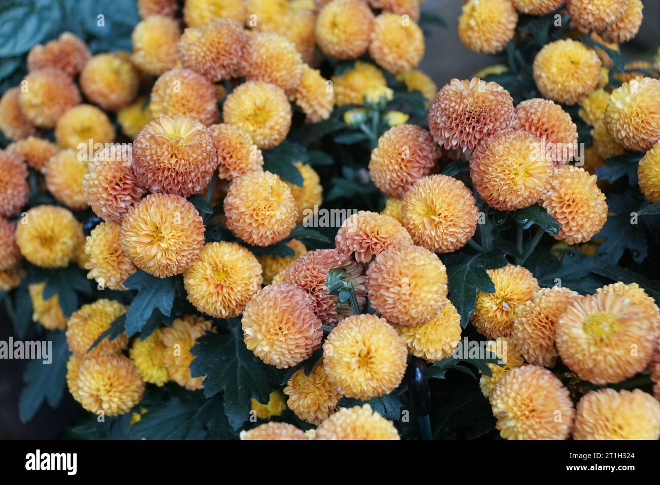 The light orange color of Pompon mum 'Kelvin Mandarin' flowers Stock ...