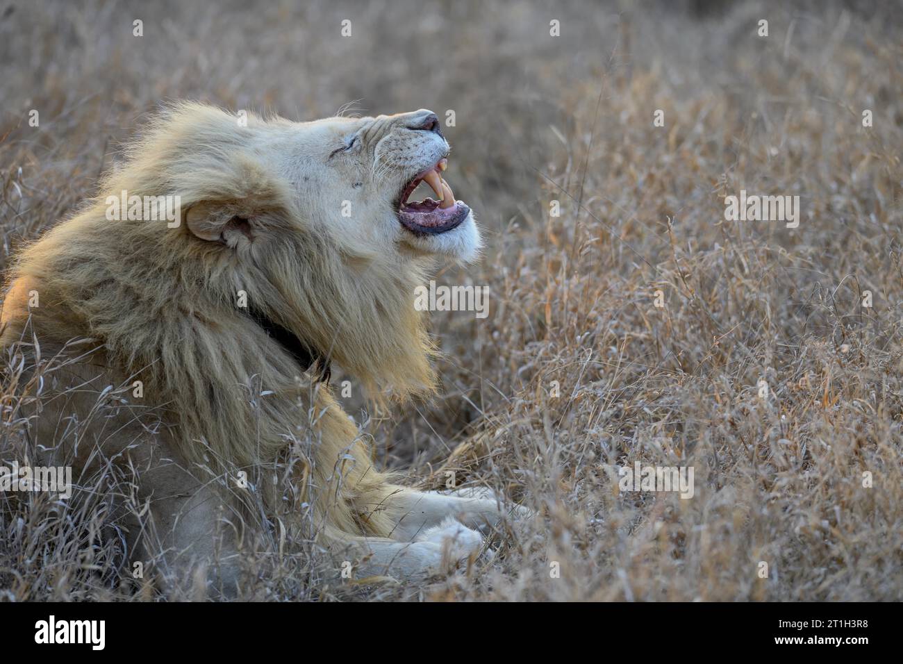Yawning white lion (Panthera leo), male, Kruger to Canyons Biosphere ...