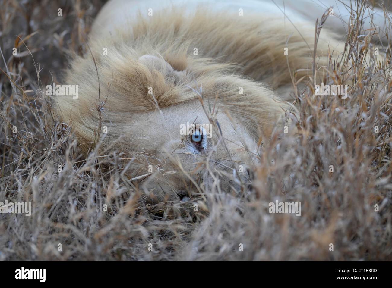 White lion (Panthera leo) in tall grass, male, Kruger to Canyons ...