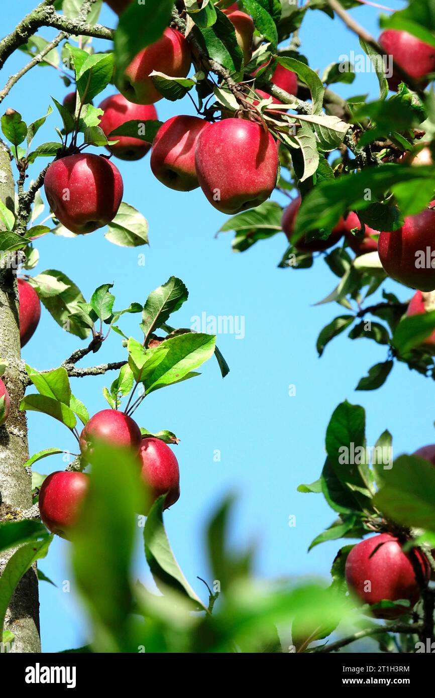 Apple tree, September, Germany Stock Photo - Alamy