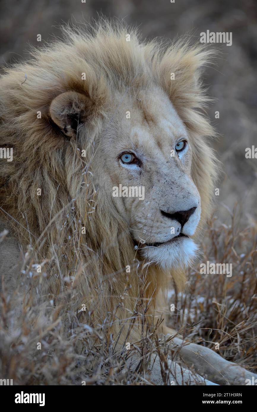 Portrait of a white lion (Panthera leo), male, recessive gene, Kruger to Canyons Biosphere ...