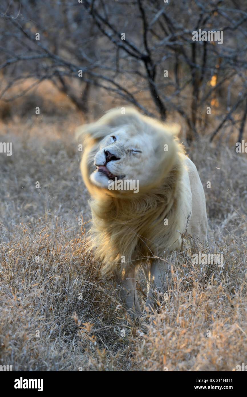 White lion (Panthera leo) shaking, male, Kruger to Canyons Biosphere ...