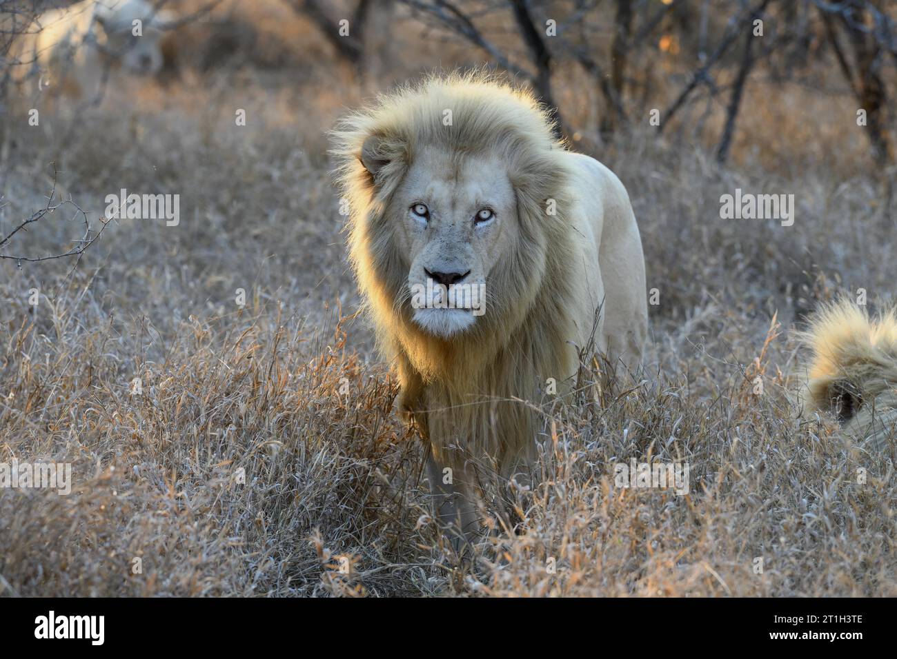 Portrait of a white lion (Panthera leo), male, Kruger to Canyons ...