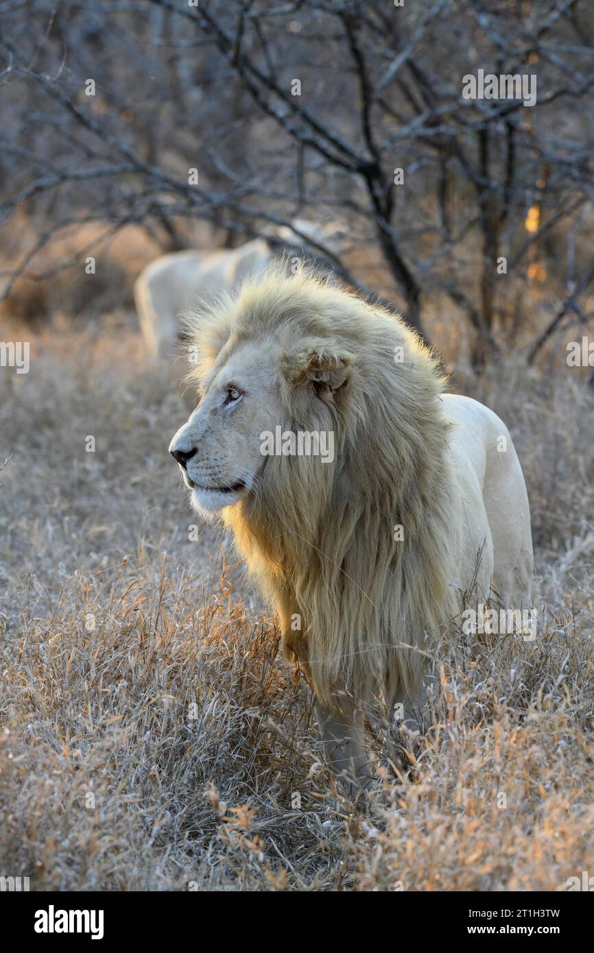 Portrait of a white lion (Panthera leo), male, Kruger to Canyons ...