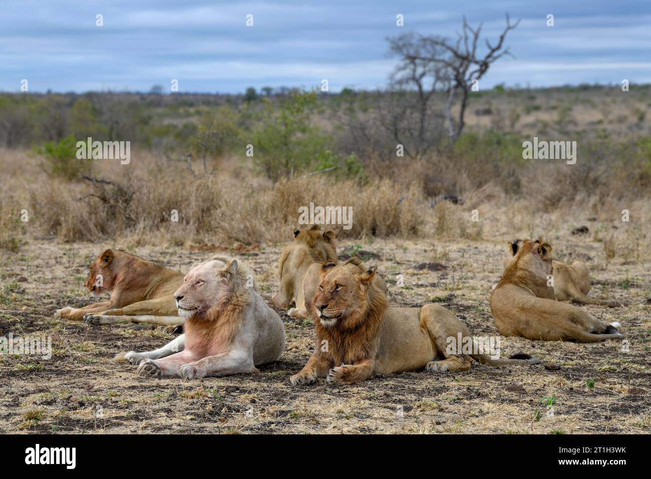 Lions (Panthera leo) of the Birmingham pride, white and brown animals ...
