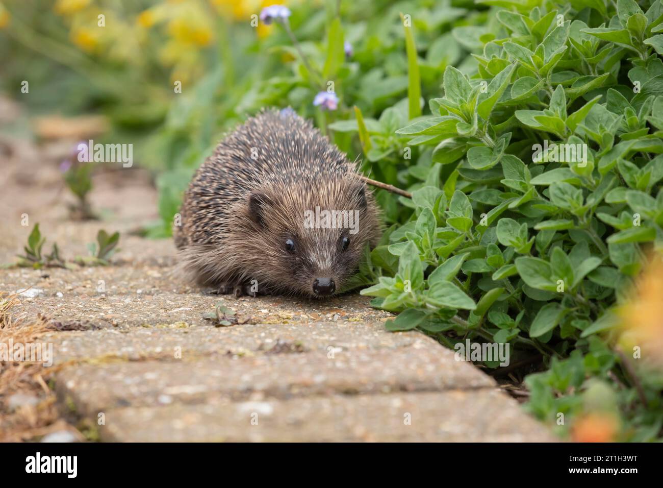 European hedgehog (Erinaceus europaeus) adult walking on a garden path ...