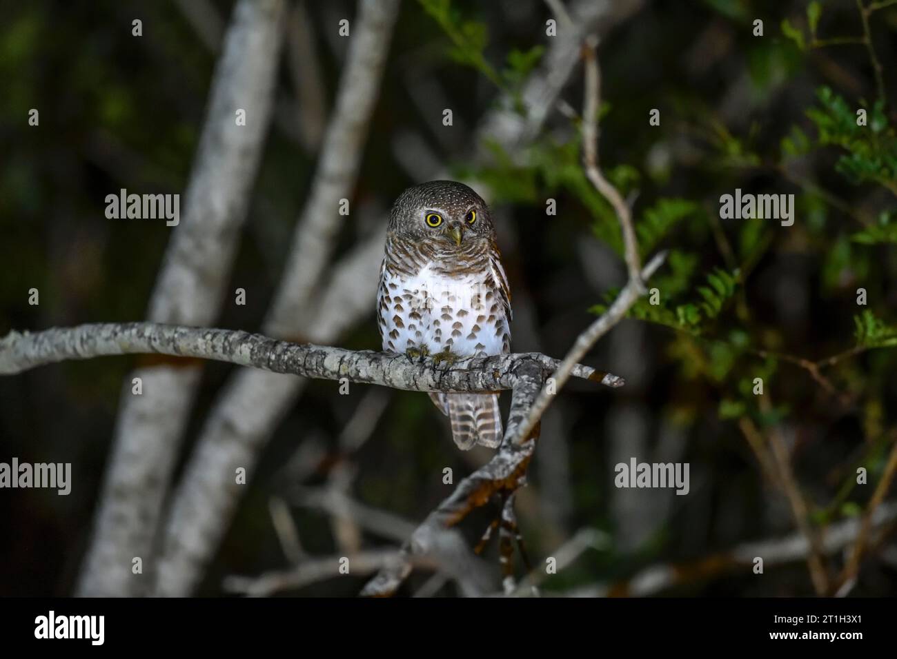 Cape Pygmy Owl (Glaucidium capense), Ngala Private Game Reserve ...